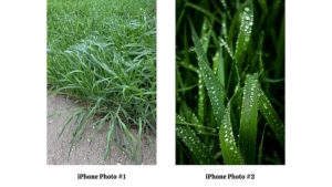 Why Your iPhone Photos Look Bad - Gabrielle Touchette Photography