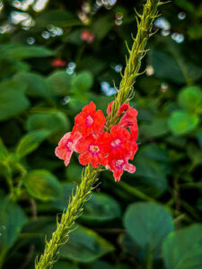 The Best Hack to Capture 'Macro' Photos Without a Macro Lens ...