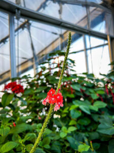 The Best Hack to Capture 'Macro' Photos Without a Macro Lens ...